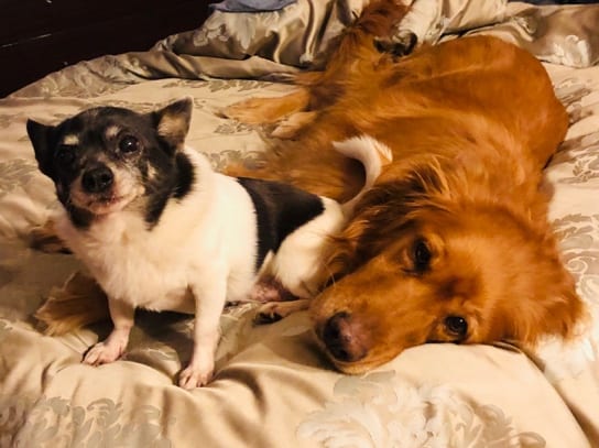 Experience Doggy Sleepovers - Comfy Dog Club